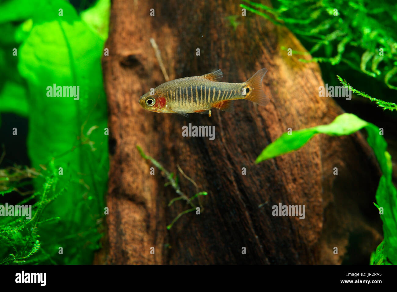 Emerald Dwarf Rasbora (Danio erythromicron) in nano aquarium Stock ...
