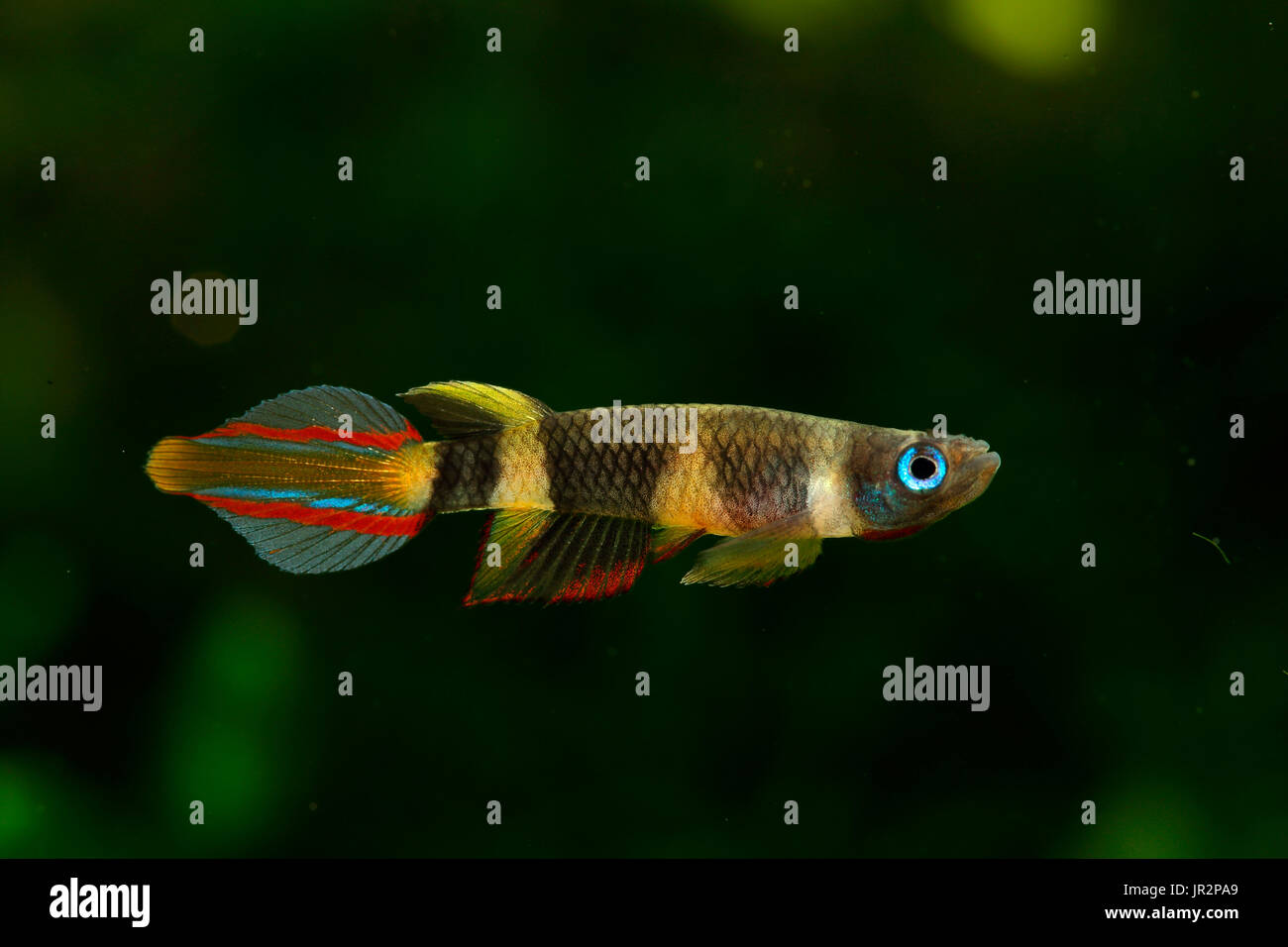 Clown killi (Epiplatys annulatus) male Stock Photo - Alamy