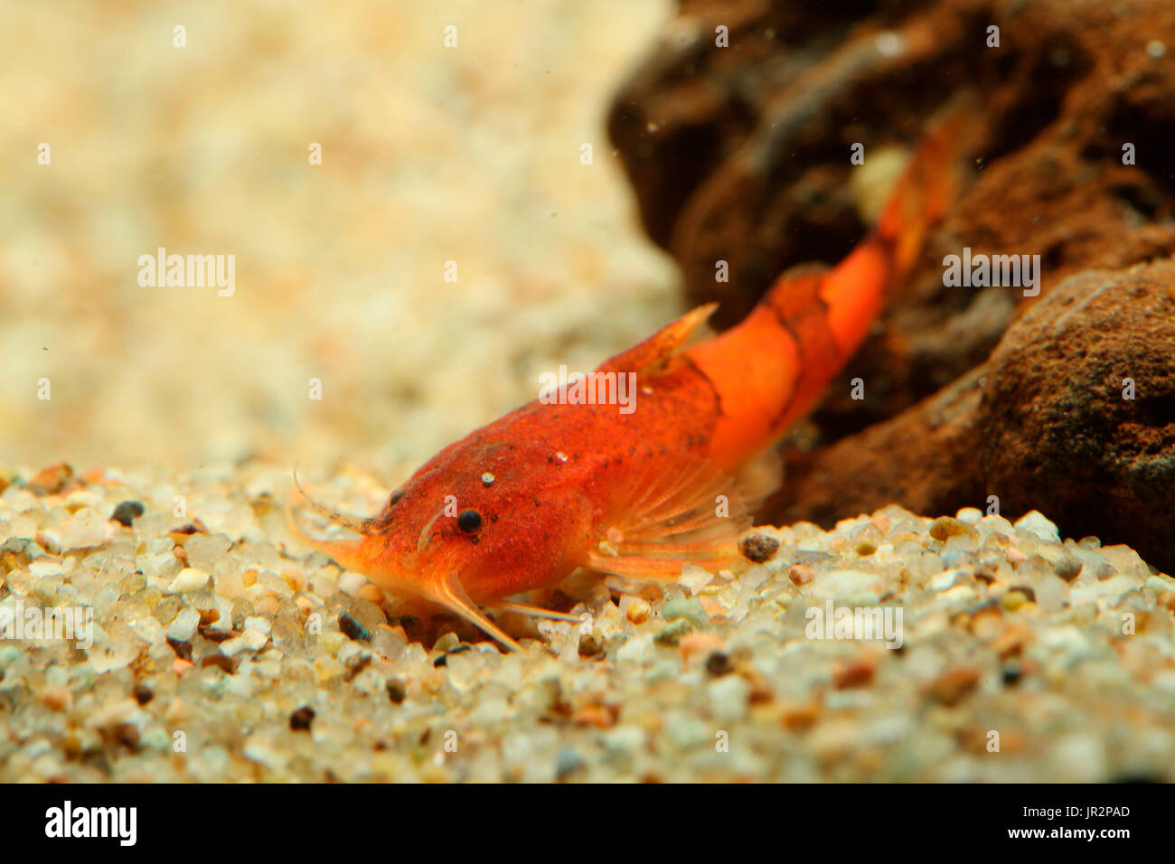Orange-banded hillstream catfish (Akysis vespa) in nano aquarium Stock ...