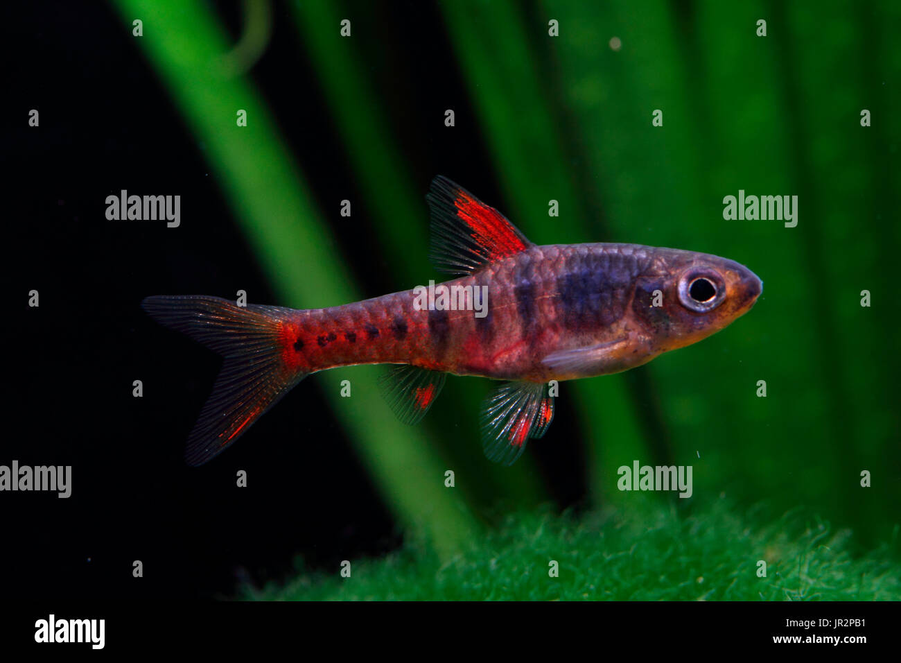 Jae barb (Enteromius jae) in nano aquarium Stock Photo - Alamy