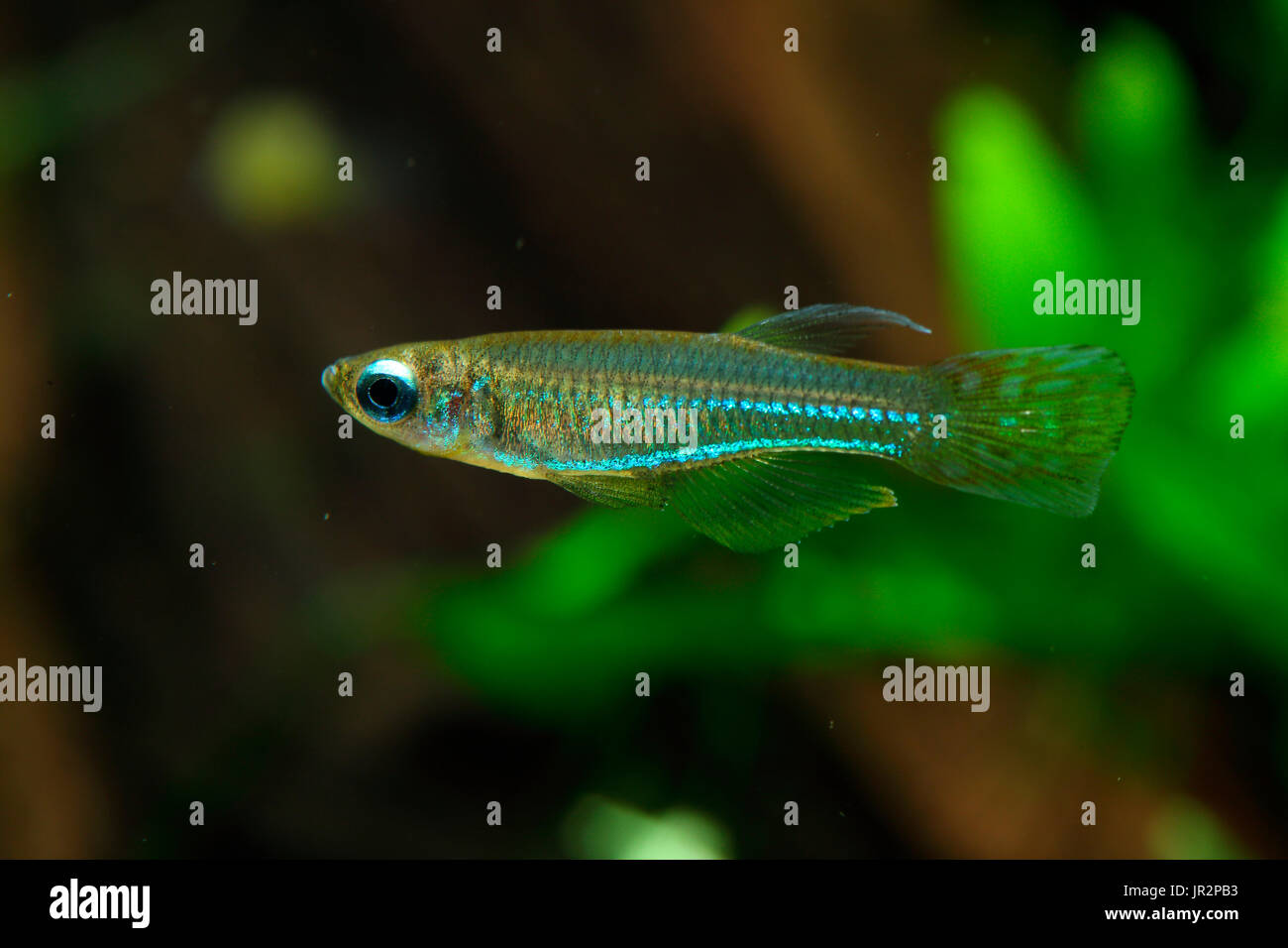 Emerald green lampeye (Poropanchax luxophthalmus) male in aquarium ...