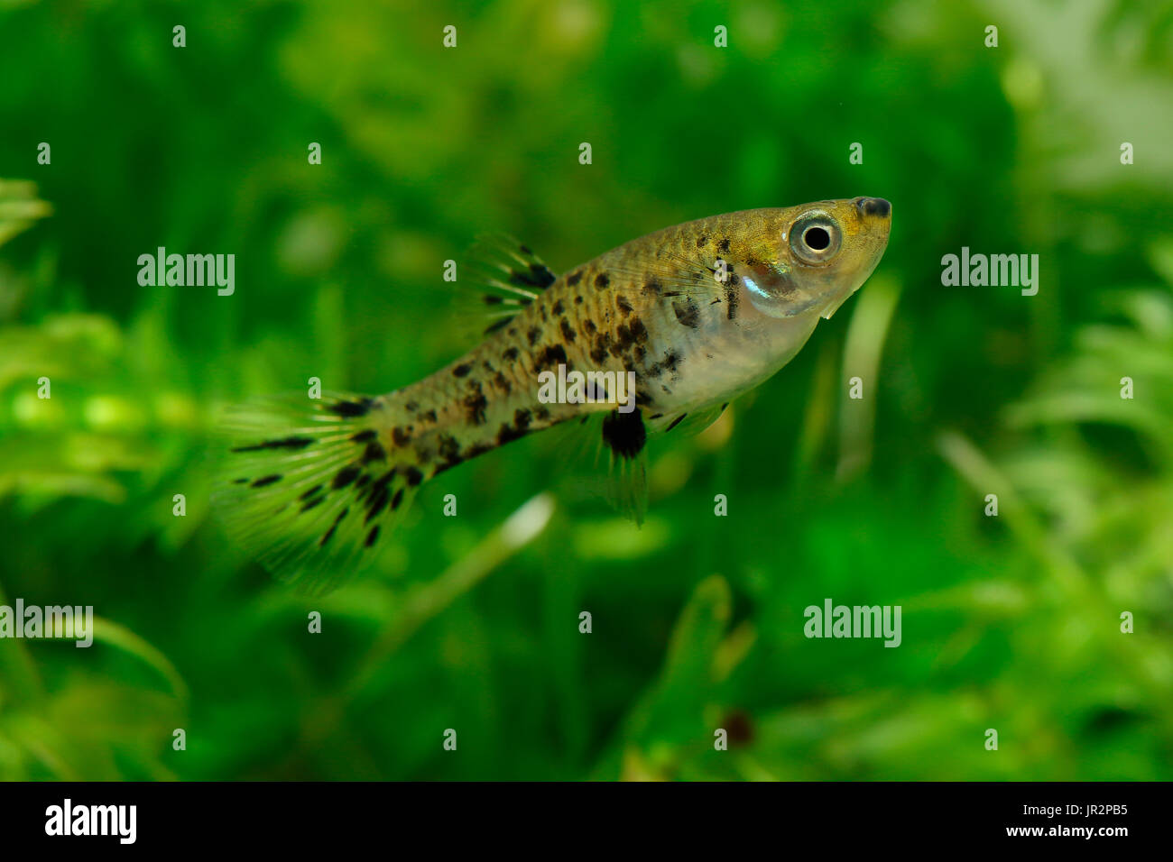Dusky millions fish (Phalloceros caudimaculatus) female in nano ...