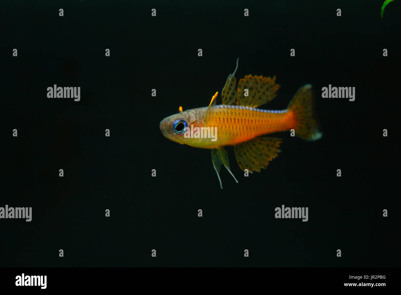 Paskai blue eyes pseudomugil paskai hi-res stock photography and images ...