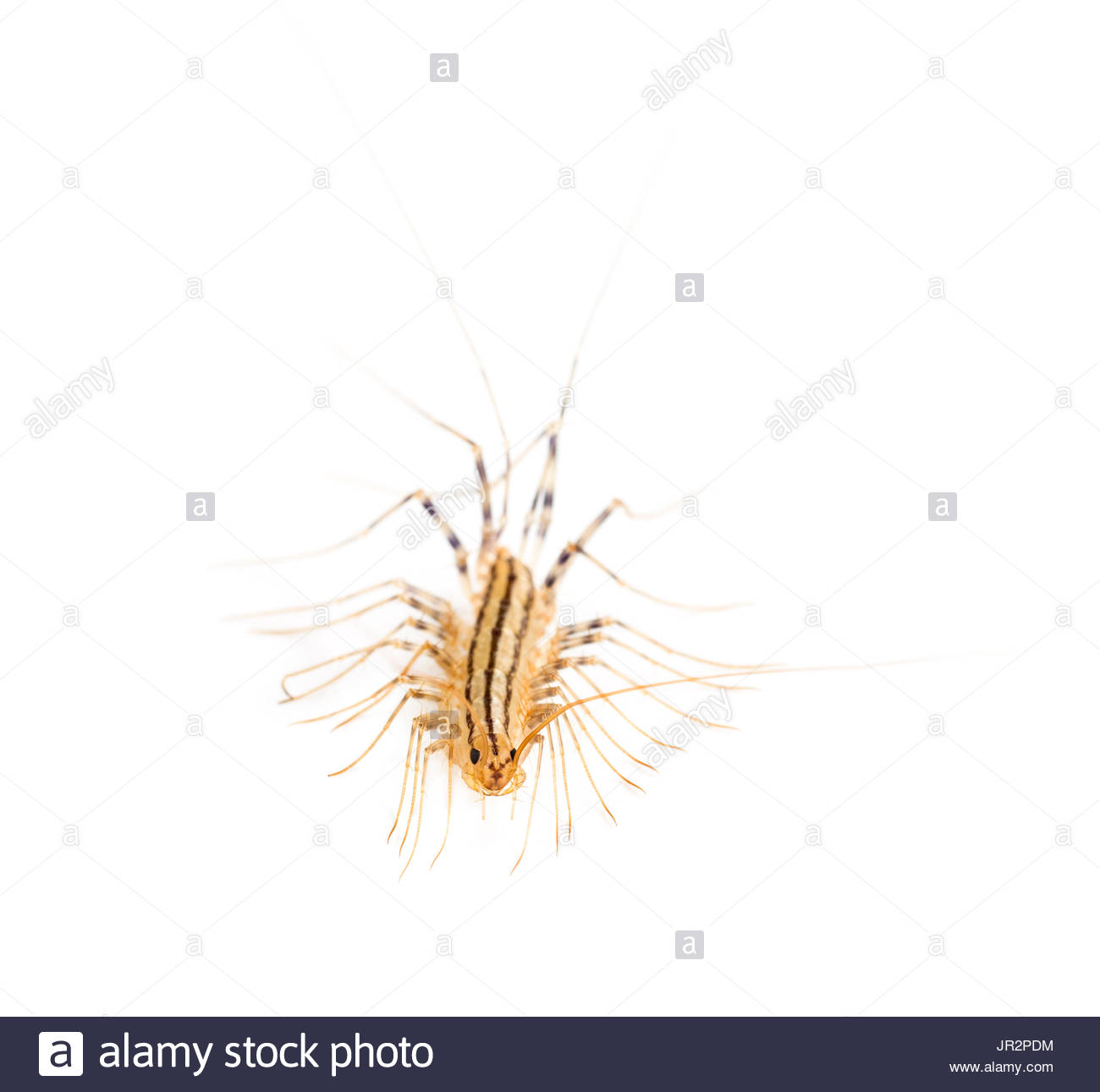 House Centipede Scutigera Coleoptrata Stock Photos & House Centipede ...
