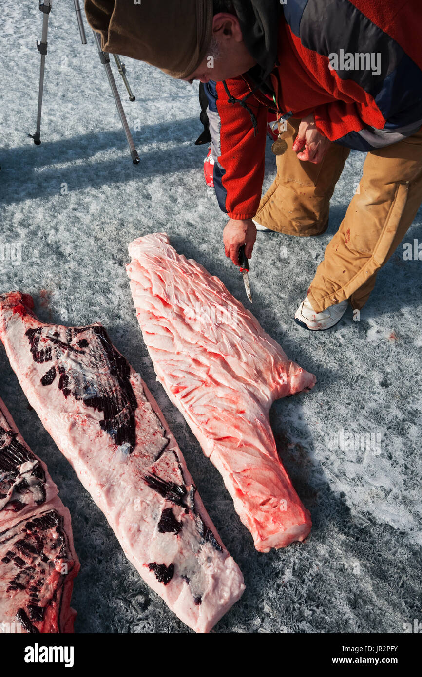 Hunter Cutting Up A Harbor Seal During A Freshwater Hunt On The Frozen ...