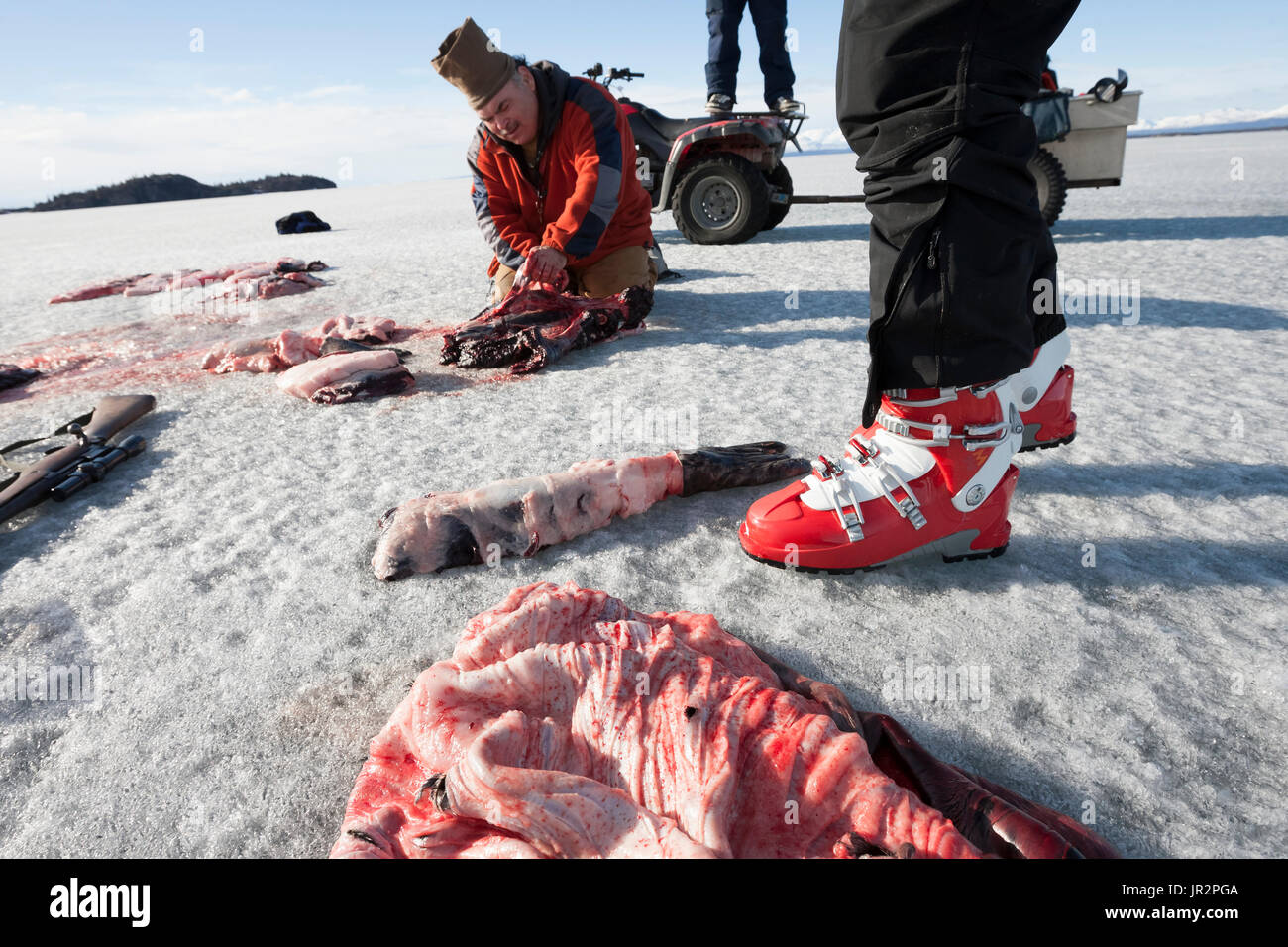 Hunters Cutting Up A Harbor Seal During A Freshwater Hunt On The Frozen ...