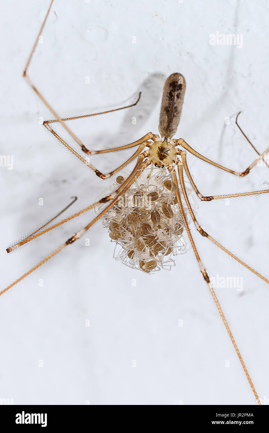 Daddy long-Legs Spider (Pholcus phalangioides) female and young, France ...