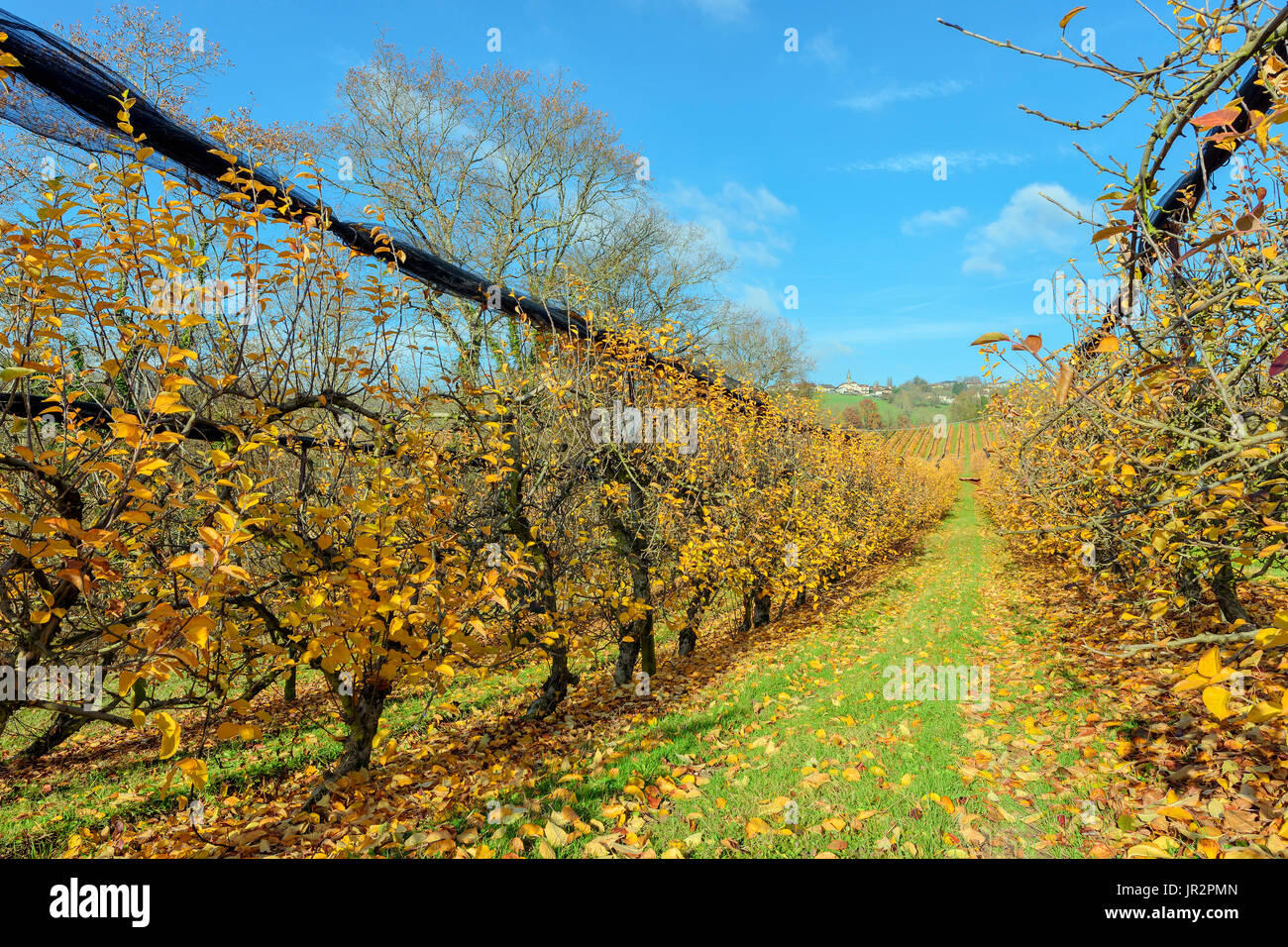 Apple orchard in fall, Usinens, Haute Savoie, France Stock Photo - Alamy