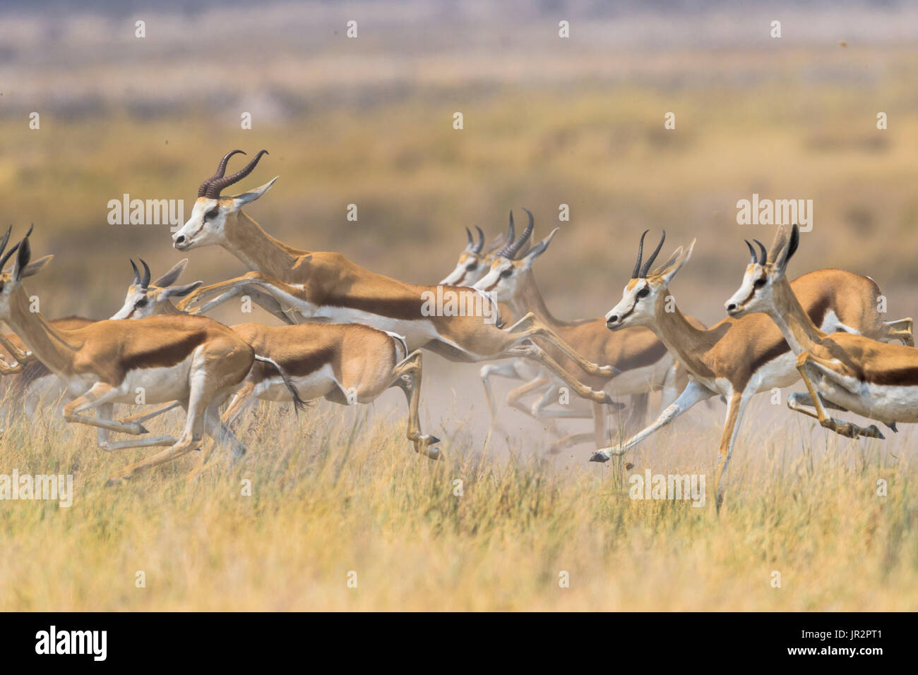 Springbok Jump Stock Photos & Springbok Jump Stock Images - Alamy