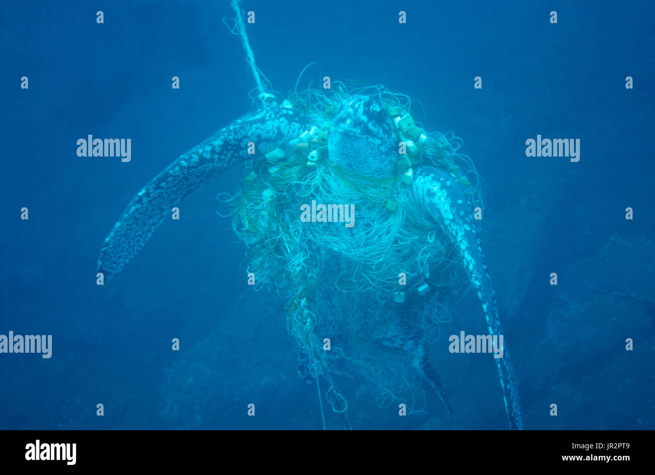 Leatherback (Dermochelys coriacea) taken in a fishing net, Sao Tome ...