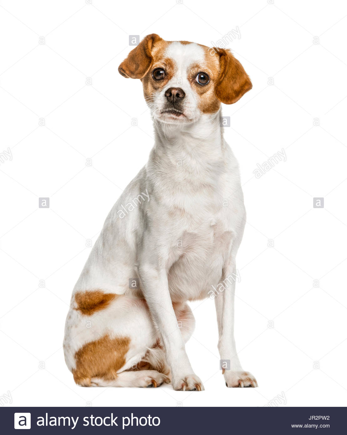 Dog Breeds Variety Stock Photos & Dog Breeds Variety Stock Images - Alamy