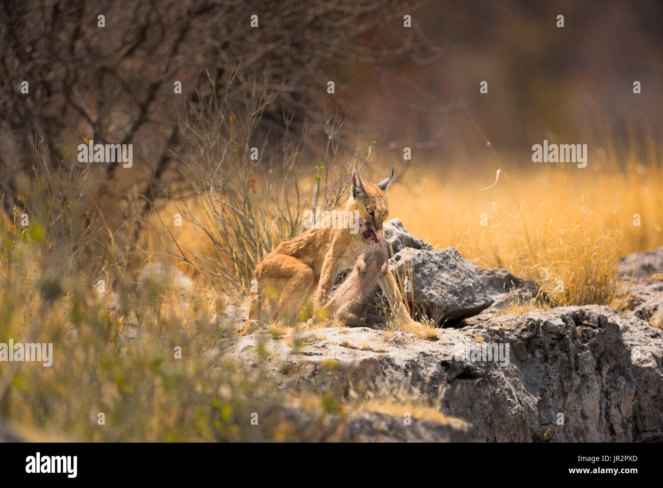 Caracal (Caracal caracal) carrying his prey a Banded Mongoose (Mungos ...