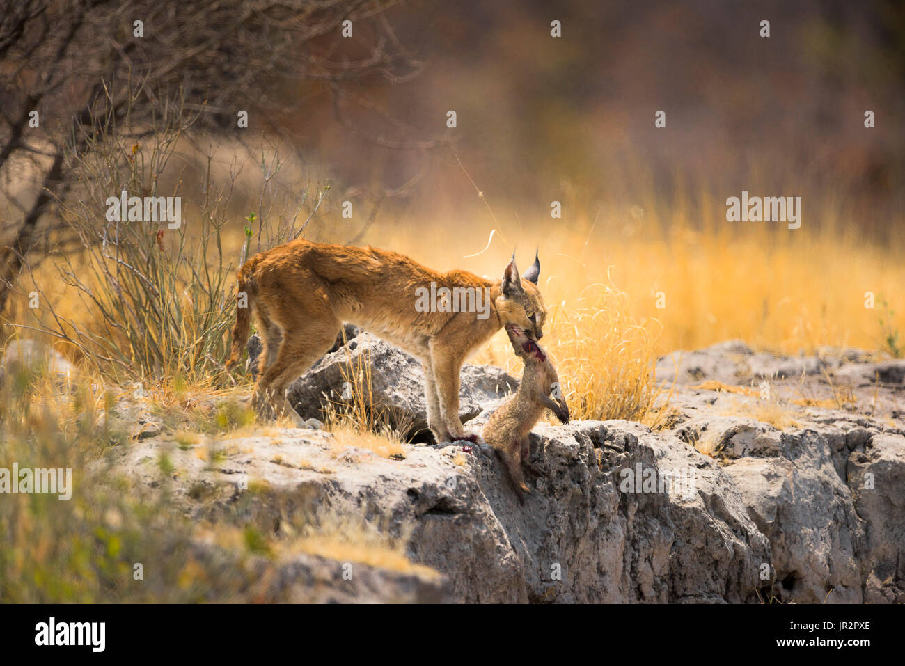 Caracal (Caracal caracal) carrying his prey a Banded Mongoose (Mungos ...
