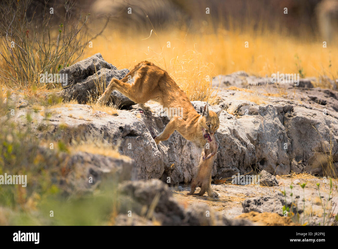 Caracal (Caracal caracal) carrying his prey a Banded Mongoose (Mungos ...