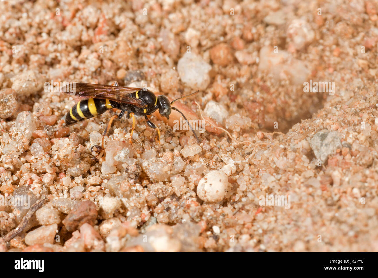 Digger wasp (Gorytes laticinctus) digging its nest. During an attack ...