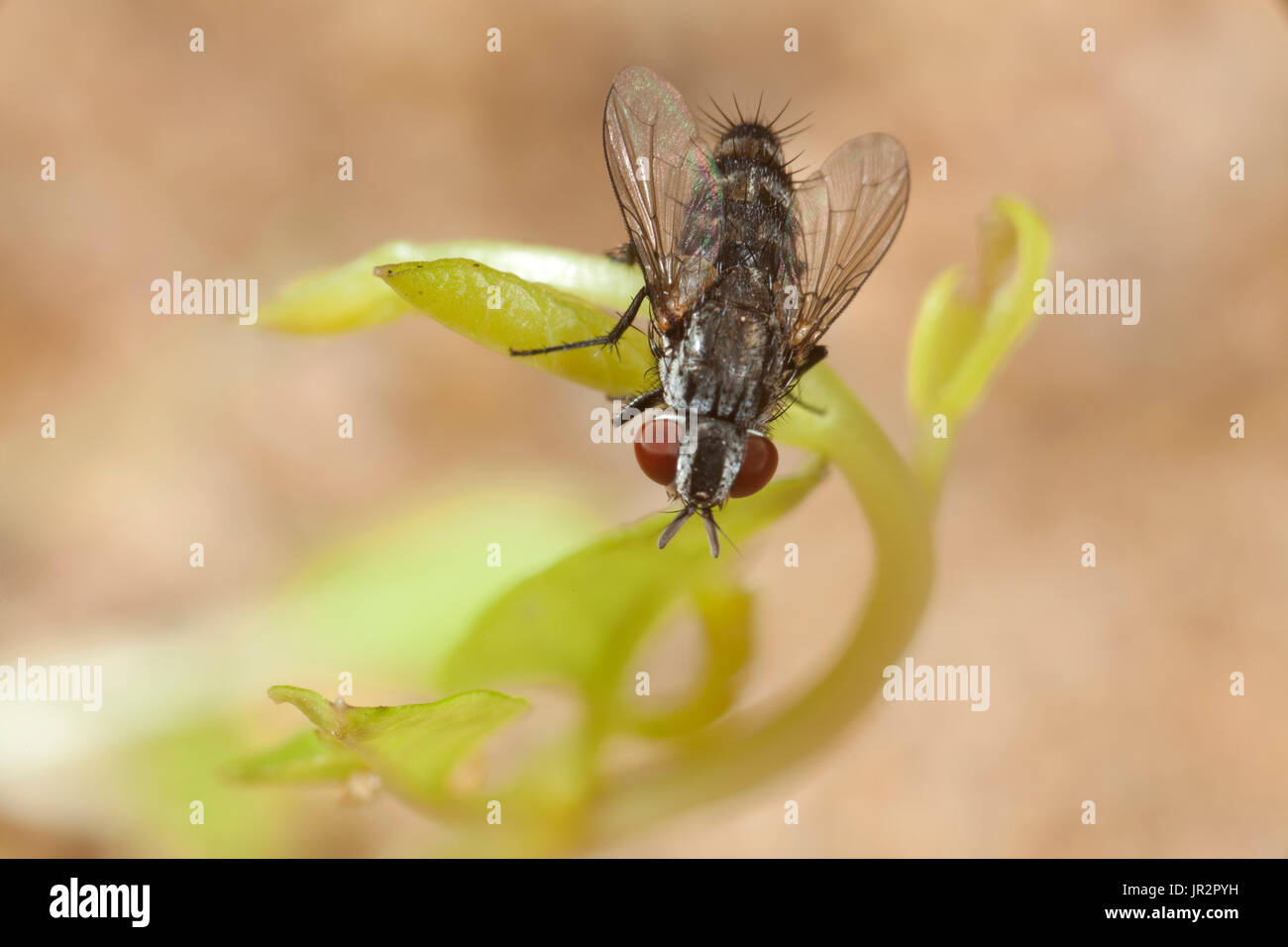 Parasitic fly of the Digegr wasp (Gorytes laticinctus) monitoring the ...