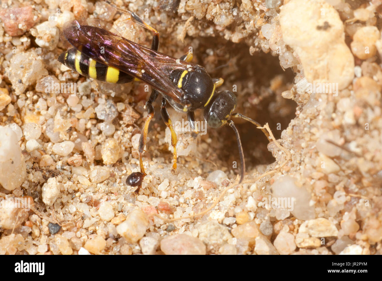 Digger wasp (Gorytes laticinctus) digging its nest. During an attack ...