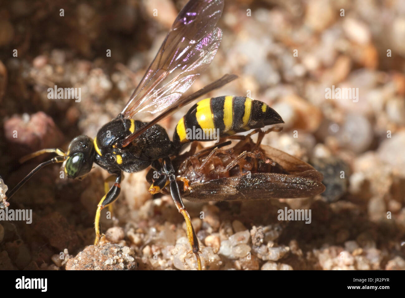 Digger wasp (Gorytes laticinctus) penetrating into its nest with its ...