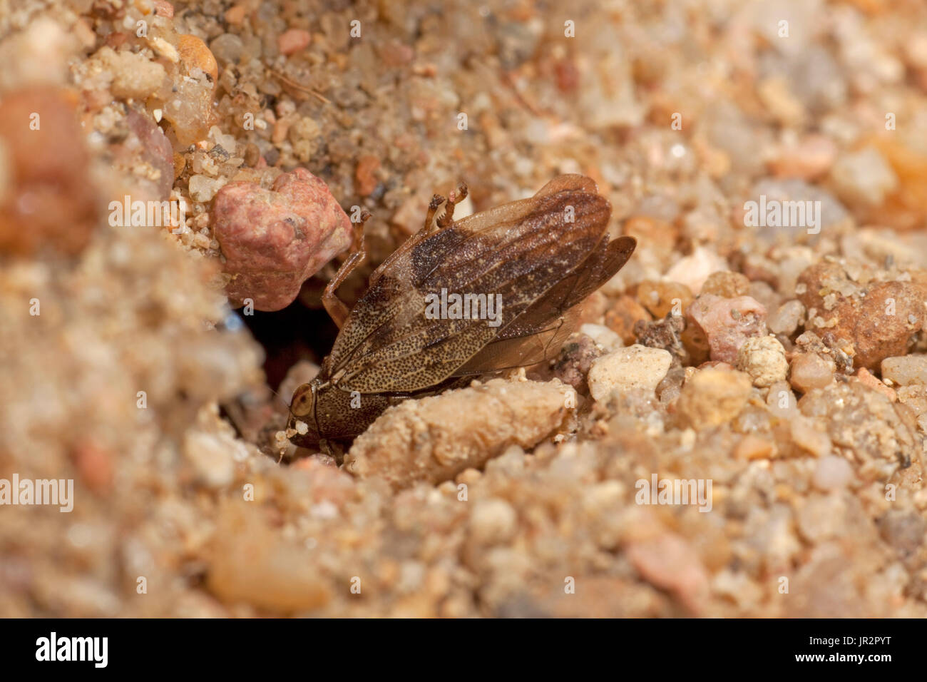Digger wasp gorytes laticinctus hi-res stock photography and images - Alamy