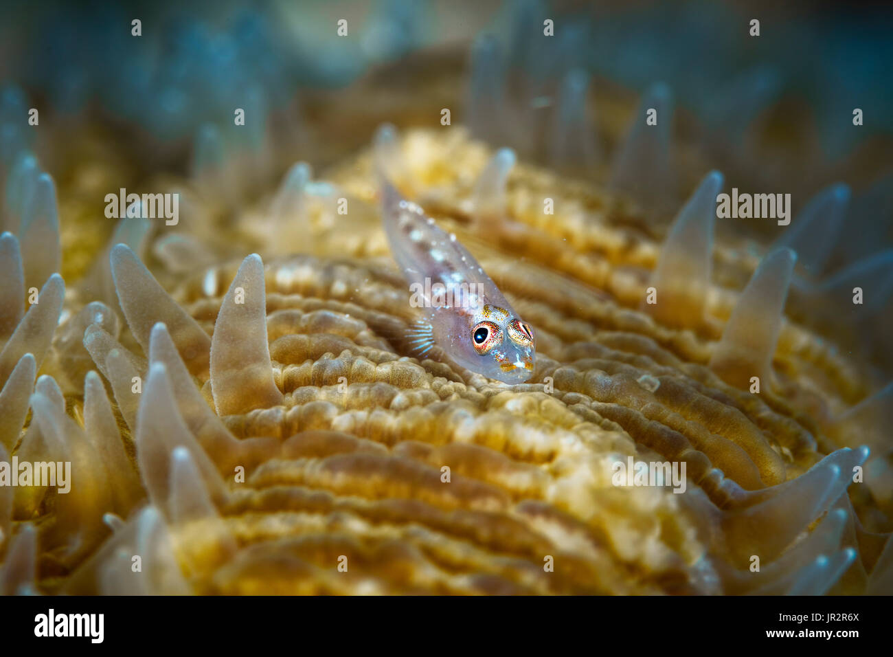 Whip coral goby (Bryaninops yongei), Indian Ocean, Mayotte Stock Photo ...