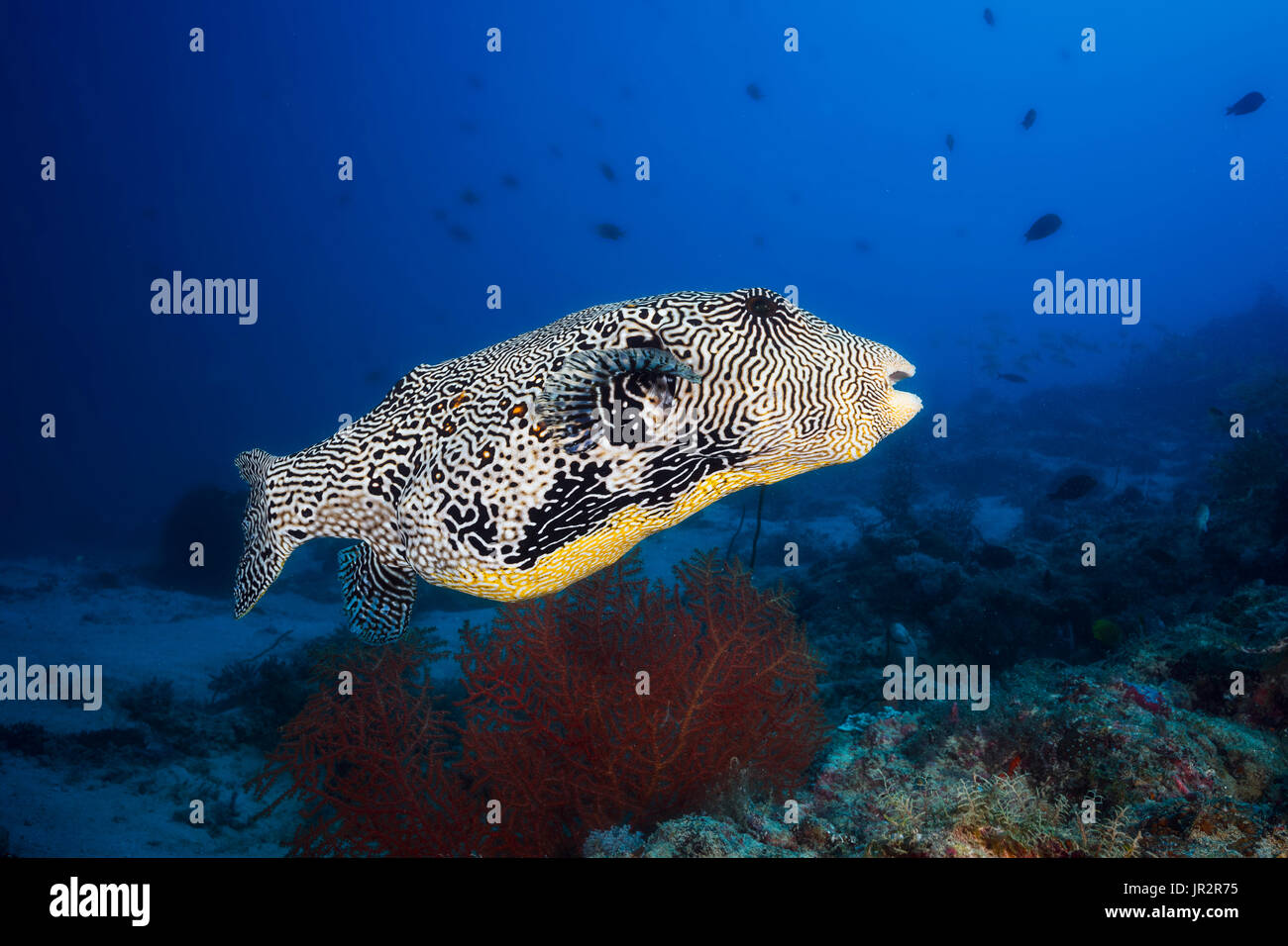 Map puffer (Arothron mappa) above the reef, Indian Ocean, Mayotte Stock ...