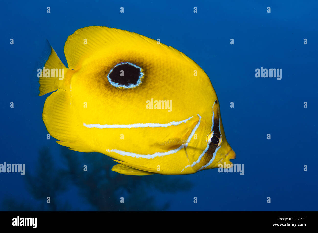 Bluelashed Butterflyfish (Chaetodon bennetti), Indian Ocean, Mayotte ...