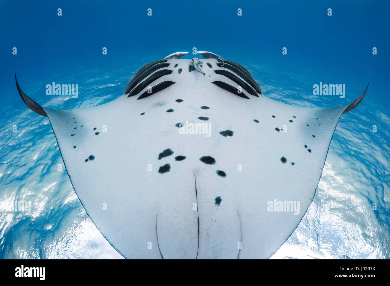 Reef manta ray (Manta alfredi) under the surface, Indian Ocean, Mayotte ...