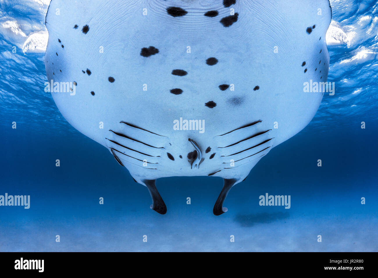 Reef manta ray (Manta alfredi) under the surface, Indian Ocean, Mayotte ...