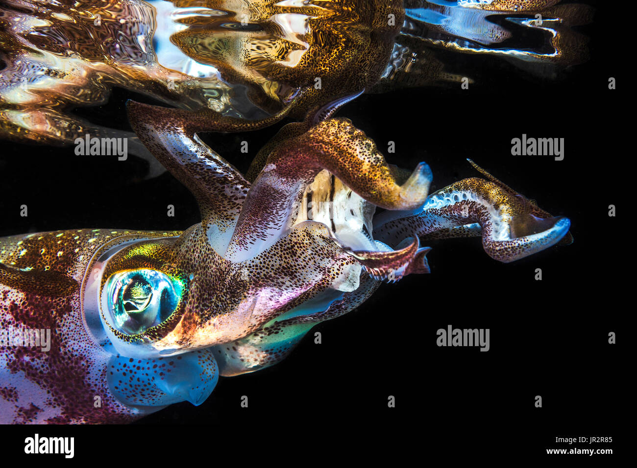 Portrait of Bigfin reef squid (Sepioteuthis lessoniana) under the ...