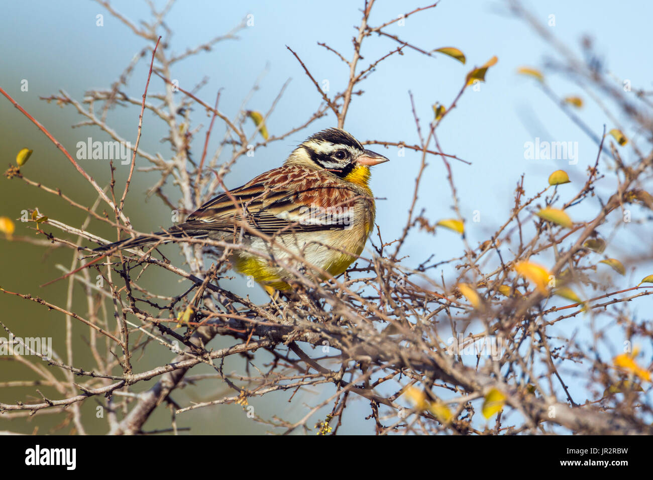 Golden Breasted Bunting High Resolution Stock Photography and Images ...