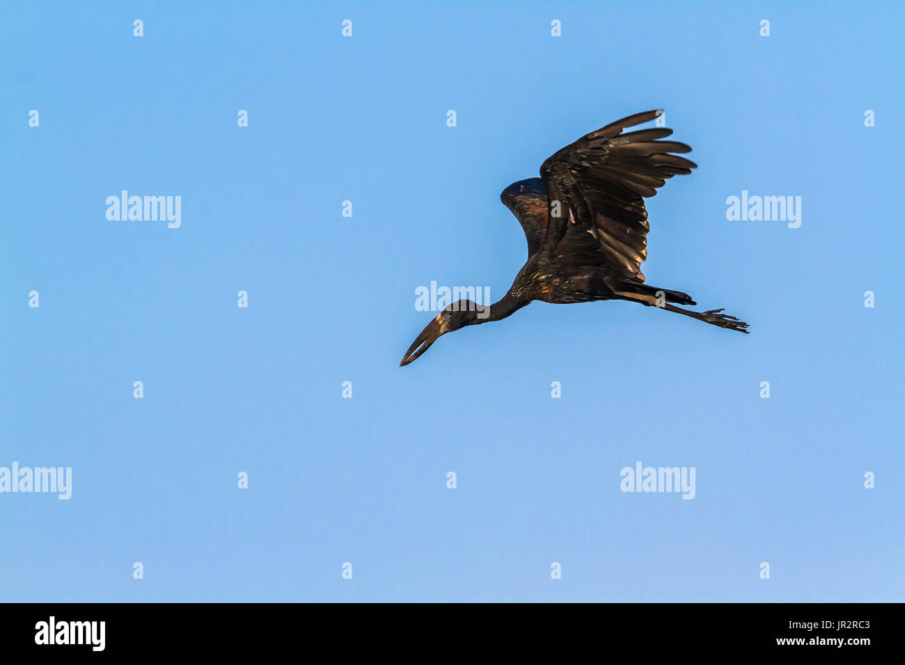 African openbill (Anastomus lamelligerus) in flight, Kruger National ...