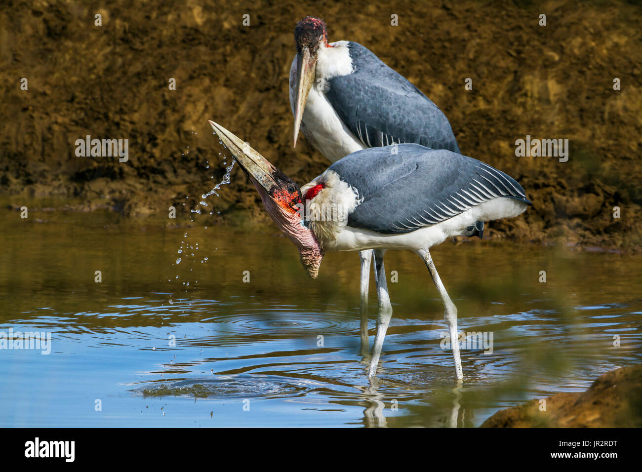 Marabou stork (Leptoptilos crumeniferus) drinking in water, Kruger ...