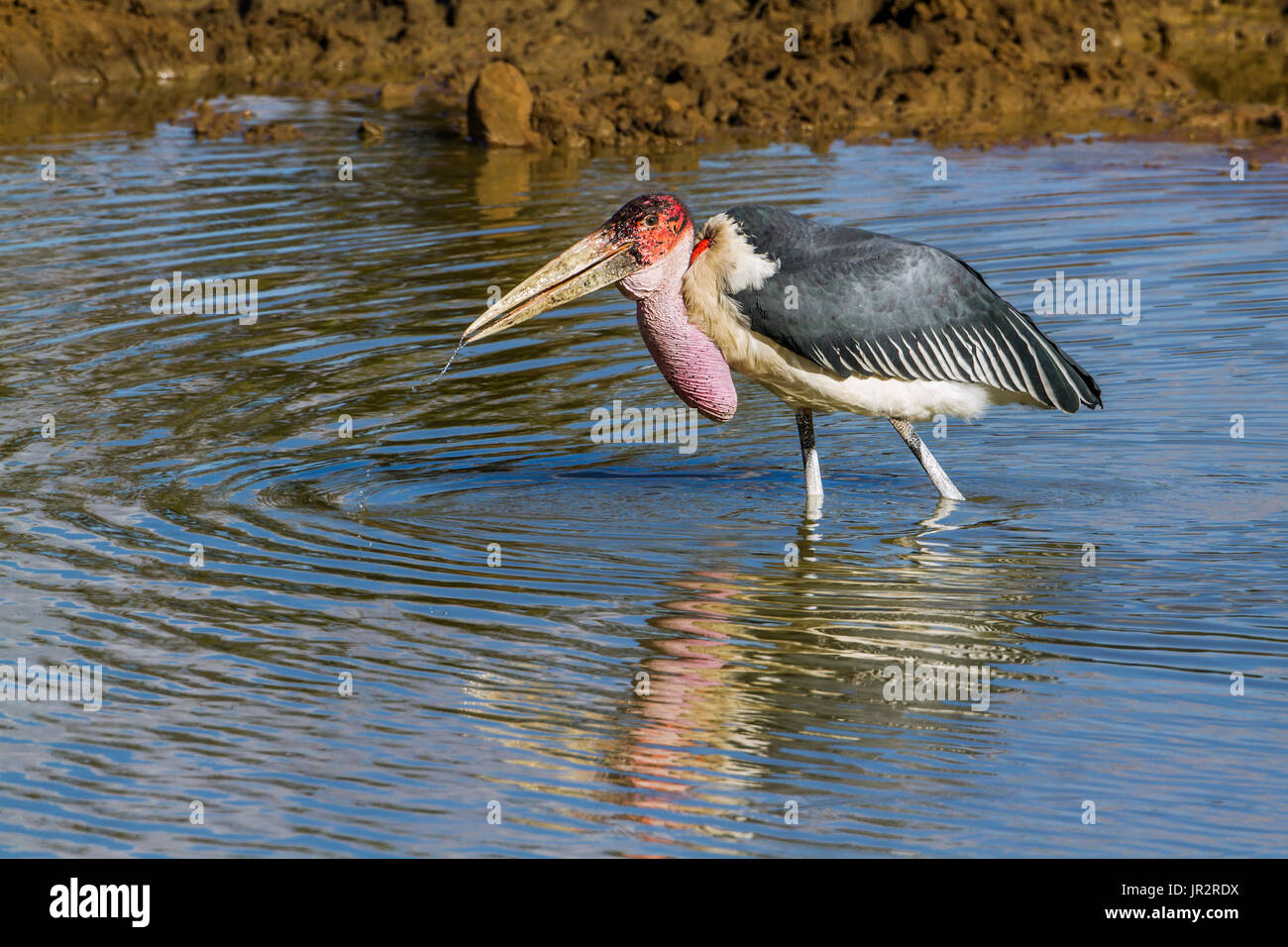 Marabou stork (Leptoptilos crumeniferus) drinking in water, Kruger ...