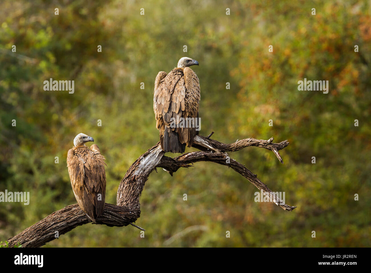 Cape vultures (Gyps coprotheres) on a branch, Kruger National park ...