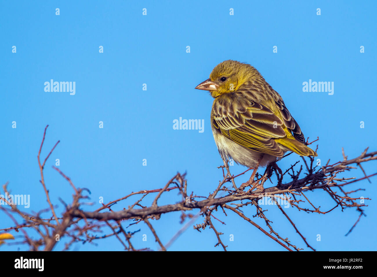 Yellow fronted canary serinus mozambicus hi-res stock photography and ...