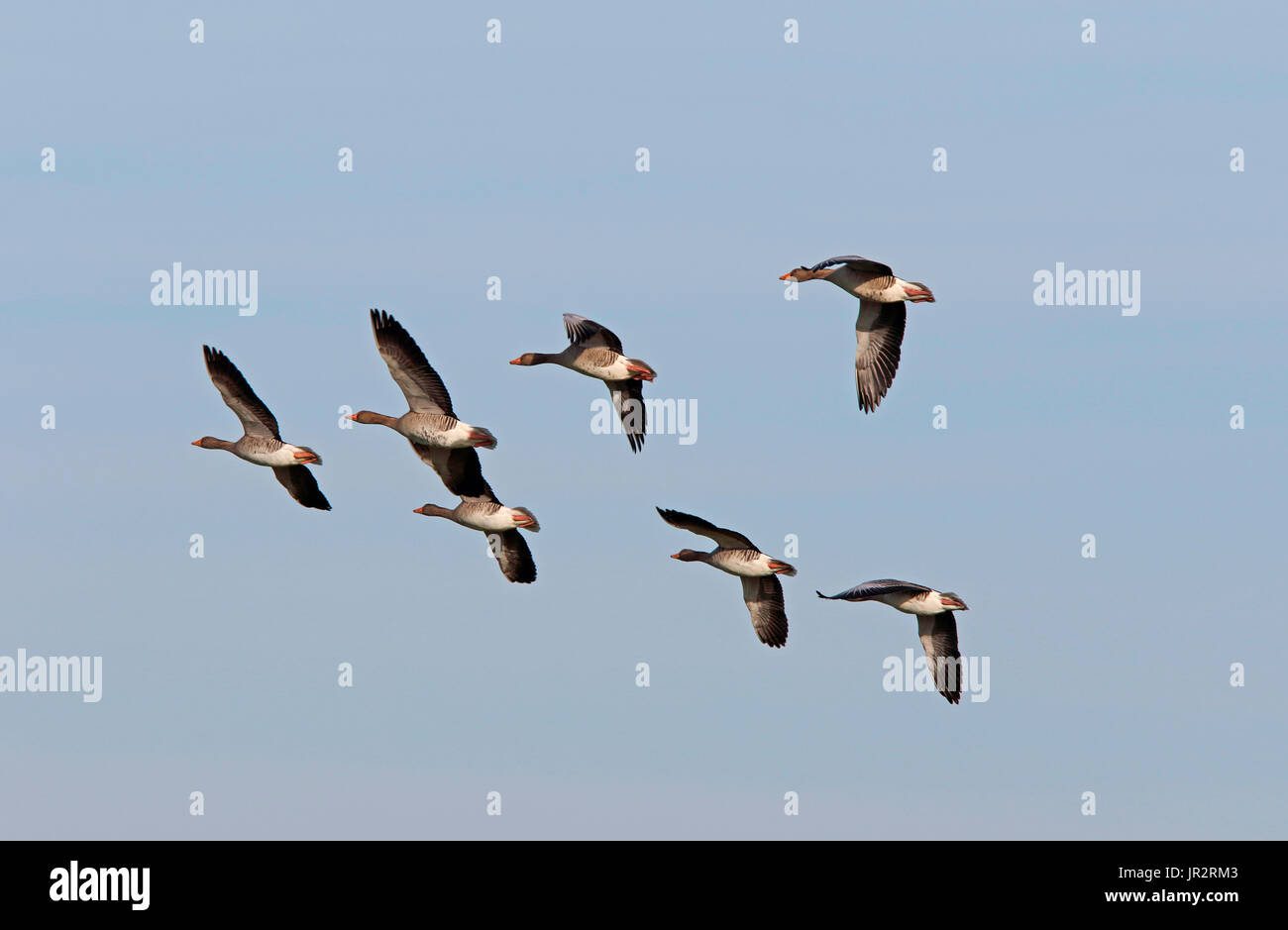 Greylag geese (Anser anser) in flight, Normandy, France Stock Photo - Alamy