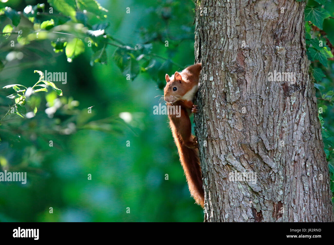 Red squirrel (Sciurus vulgaris) on a trunk, Normandy, France Stock ...