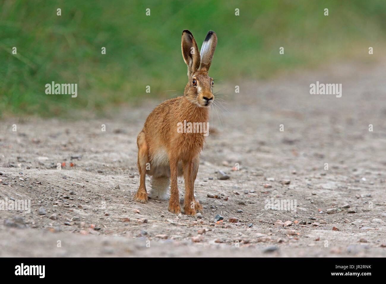 European Hare (Lepus europaeus) on a path, Normandy, France Stock Photo ...