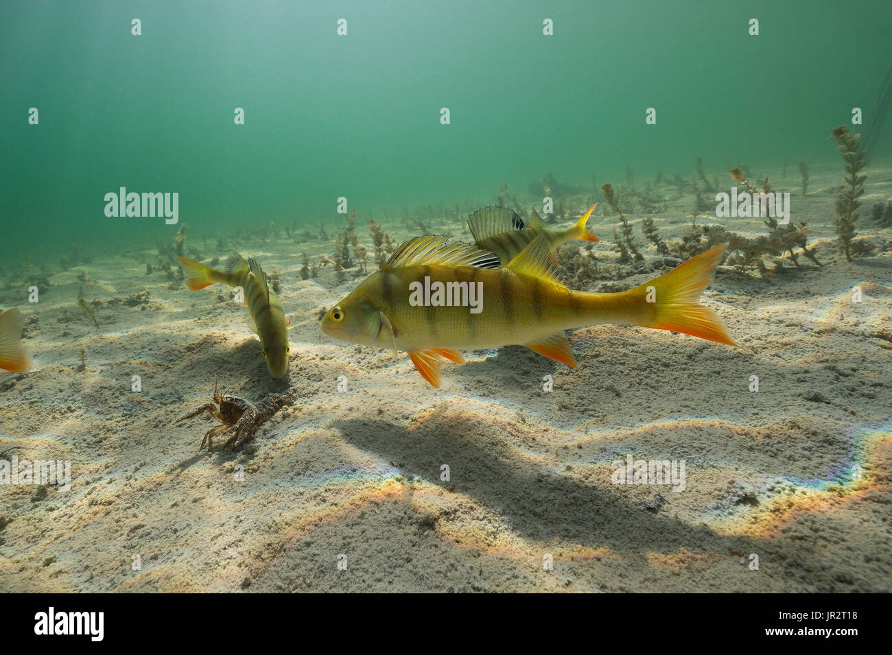 Common Perch (Perca fluviatilis) heckling an Ecrevisse, Lake Jura ...