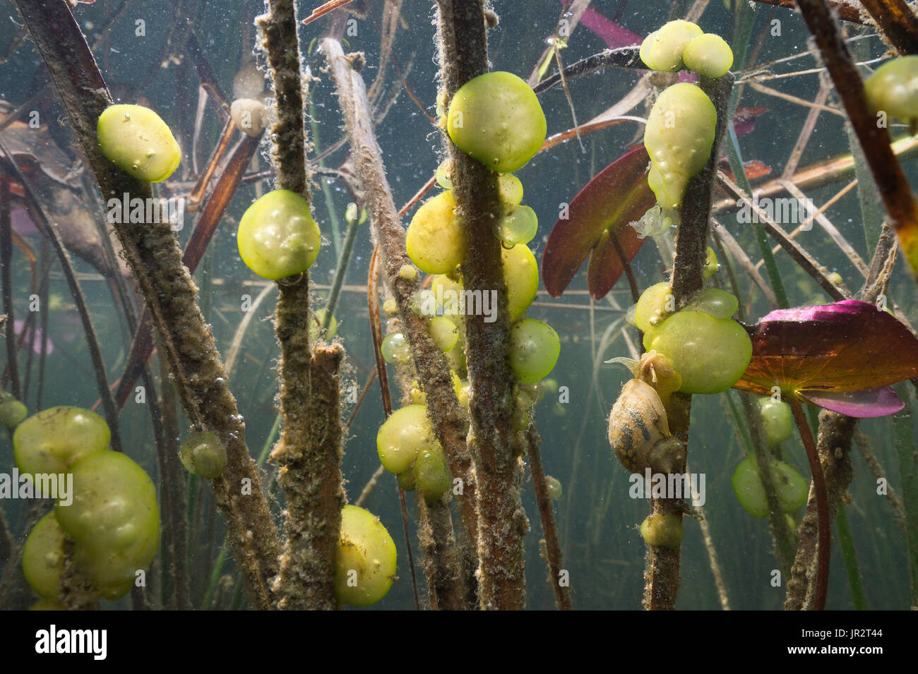 Fresh water snail (Lymnaea sp) and Ophrydium (Ophrydium versatile), Lac ...