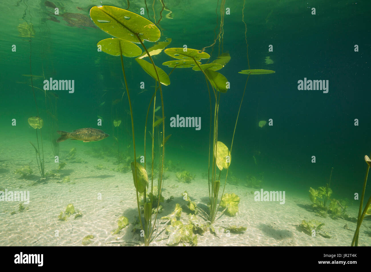 Underwater landscape and lake atmosphere, Mirror Carp (Cyprinus carpio ...