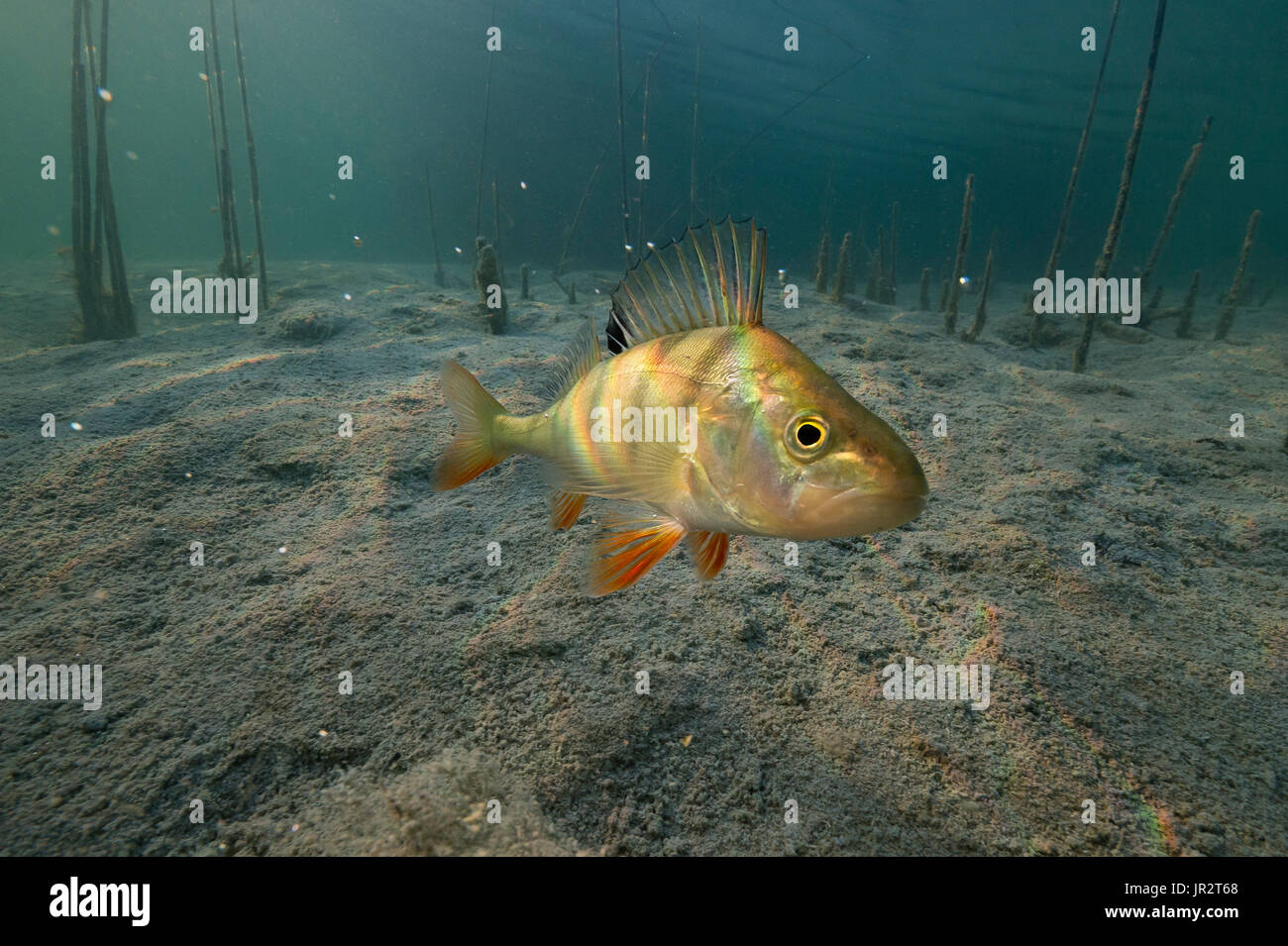 European perch (Perca fluviatilis) in its aquatic environment, Lac du ...