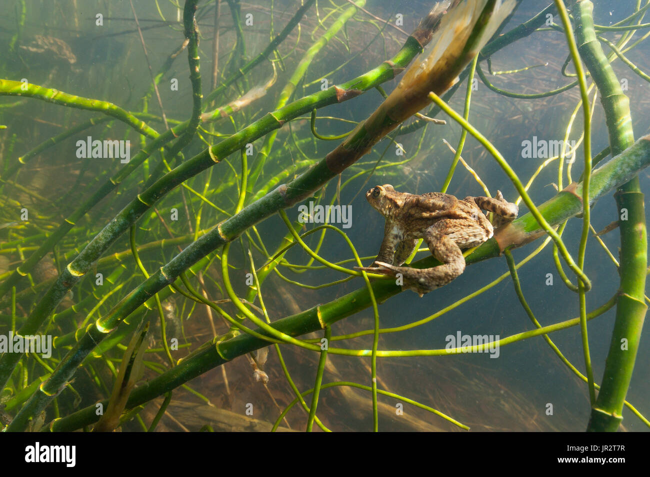 Common toad (Bufo bufo) in stems of Buck-bean (Menyanthes trifoliata ...