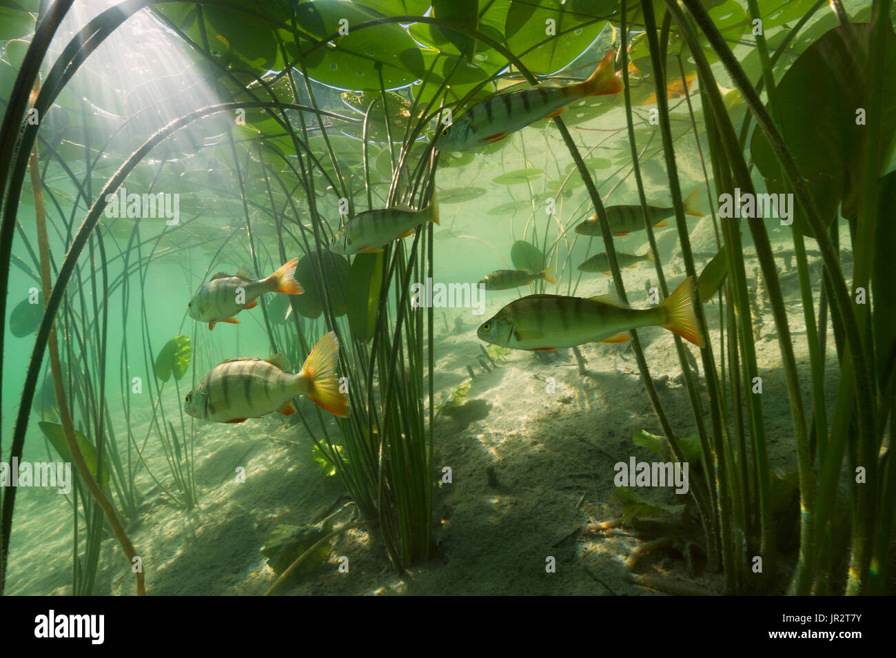 European Perch (Perca fluviatilis) in their aquatic environment, Lac du ...