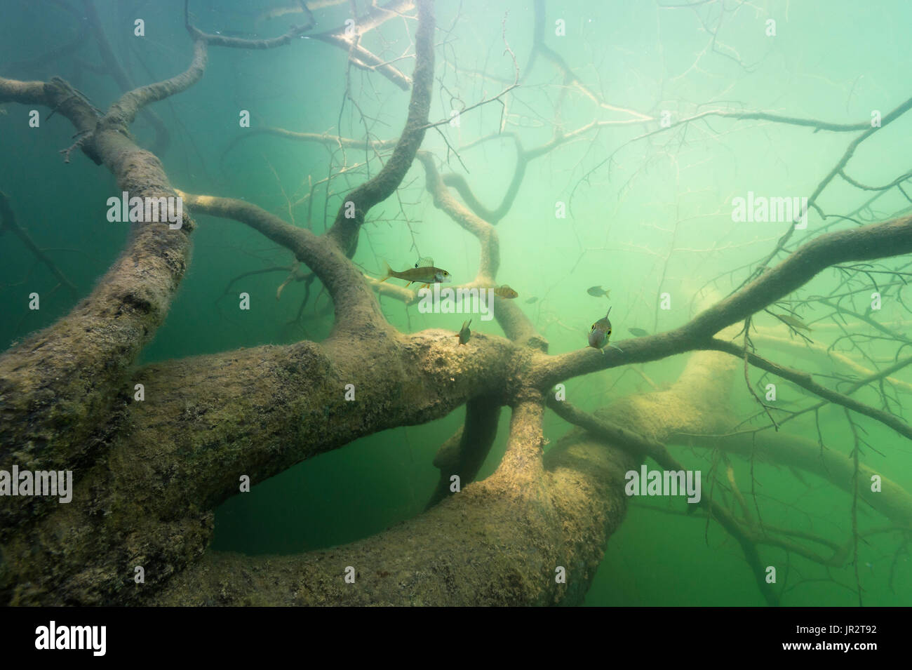Young European Perchs (Perca fluviatilis) in their aquatic environment ...