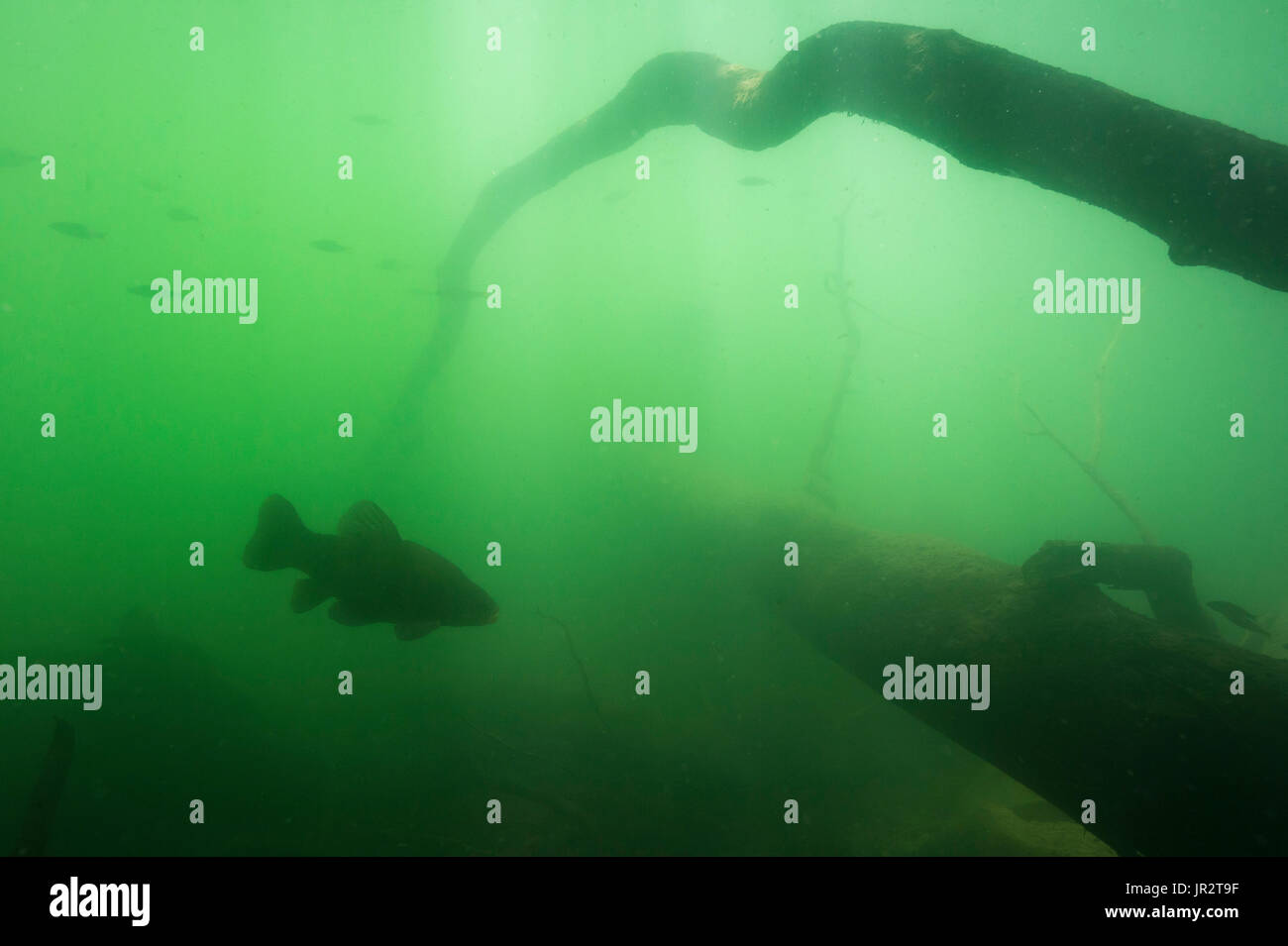 Underwater landscape and lake atmosphere, Tench (Tinca tinca) in ...