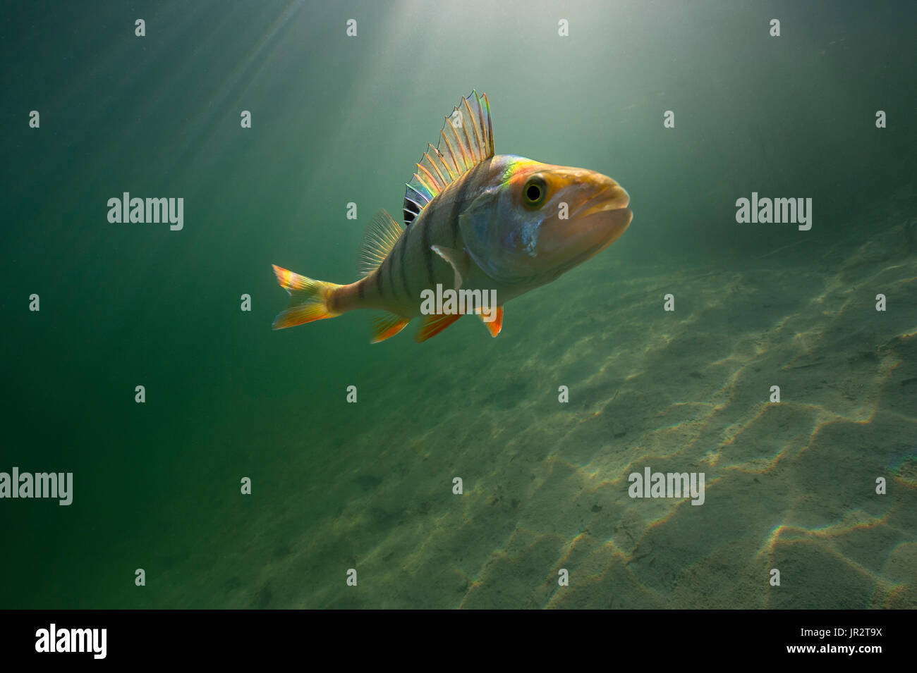 European perch (Perca fluviatilis) in its aquatic environment, Lac du ...
