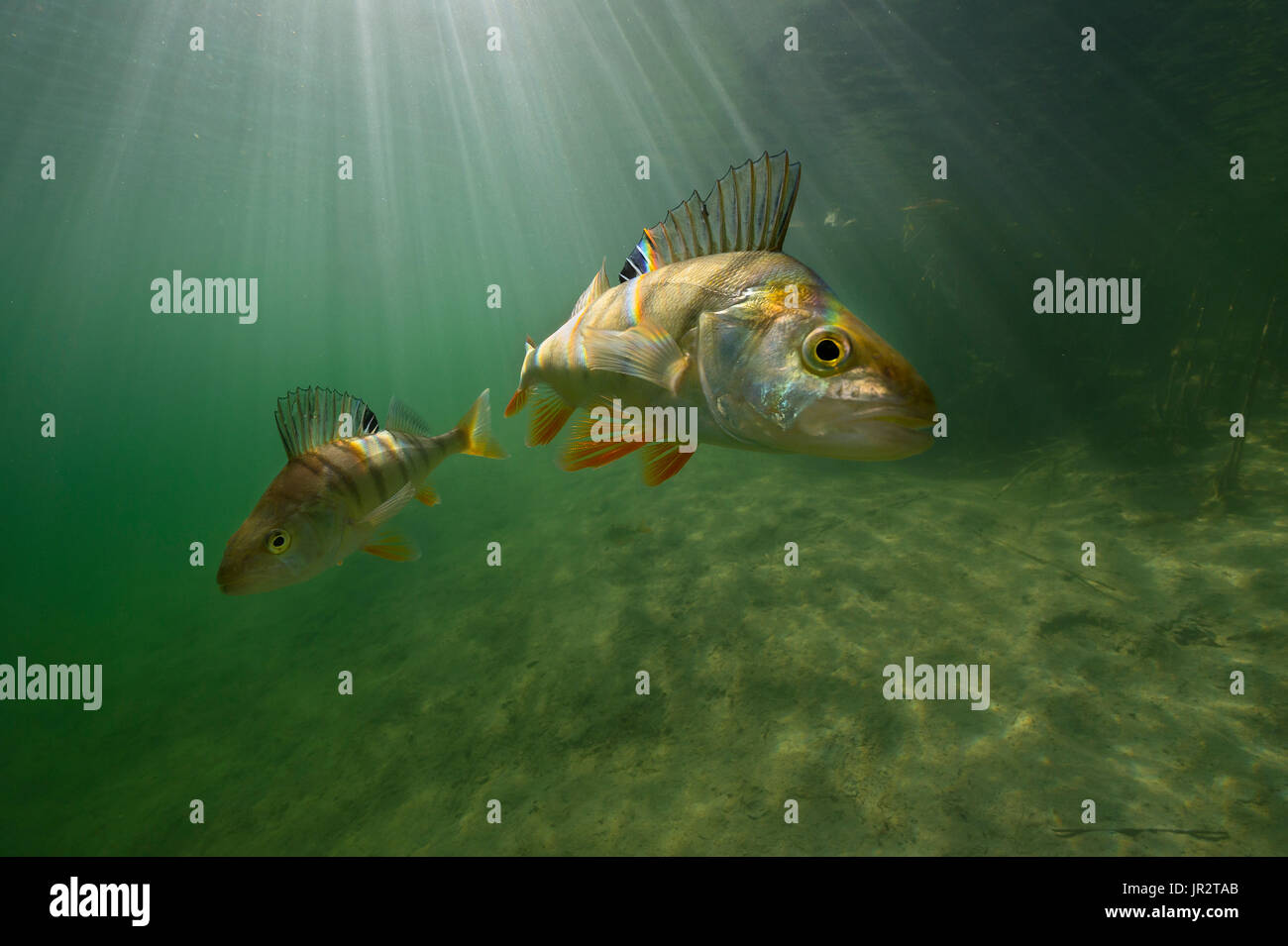 European Perch (Perca fluviatilis) in their aquatic environment, Lac du ...
