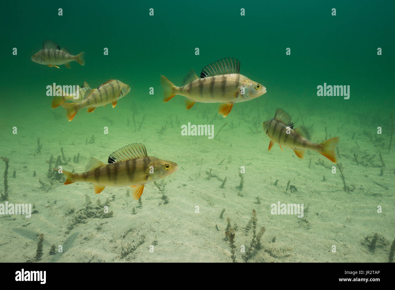 European Perch (Perca fluviatilis) in their aquatic environment, Lac du ...