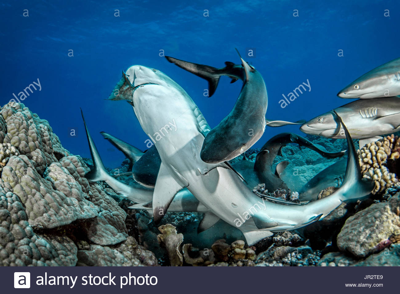 Parrotfish Eating Stock Photos & Parrotfish Eating Stock Images - Alamy